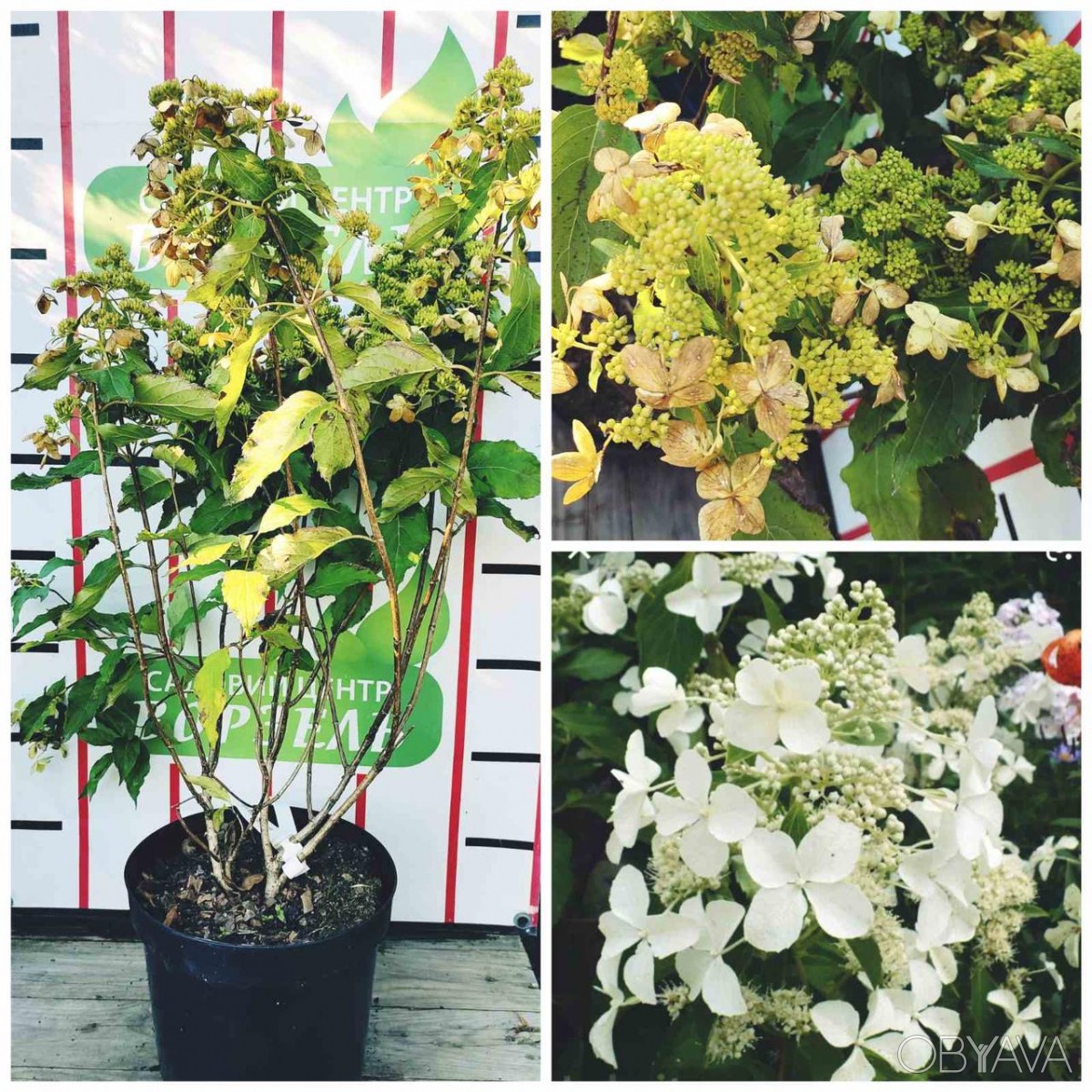 ᐈ Гортензія волотиста Меджикал Старлайт/ HYDRANGEA paniculata Magical ...